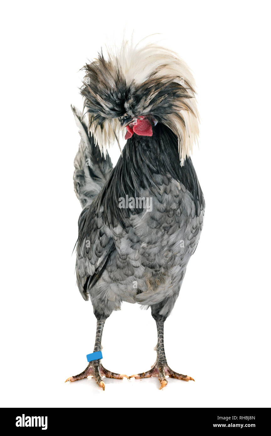Polish chicken hi-res stock photography and images - Alamy