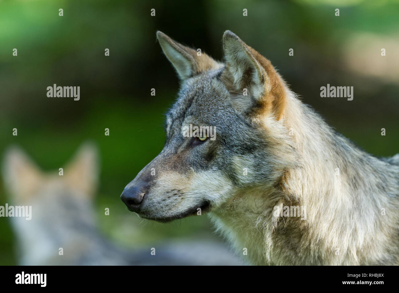 Grey wolf in the forest Stock Photo - Alamy