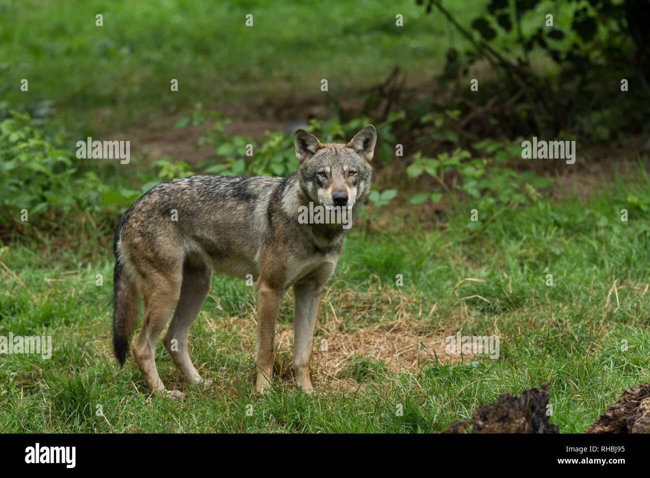 Grey wolf in the forest Stock Photo - Alamy