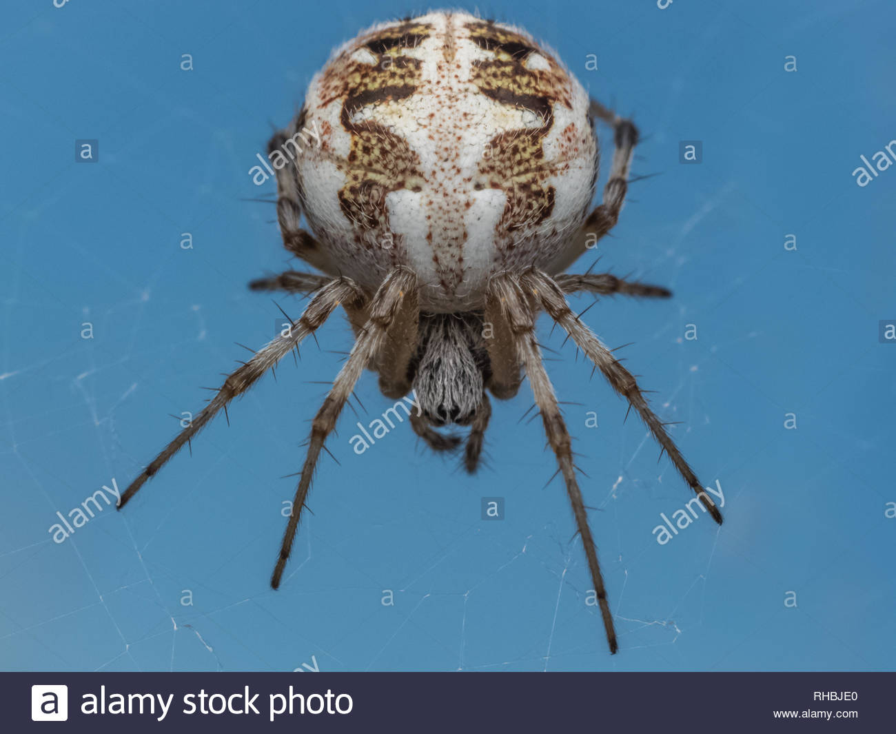 Orb Weaver Spider Web Stock Photos & Orb Weaver Spider Web Stock Images ...