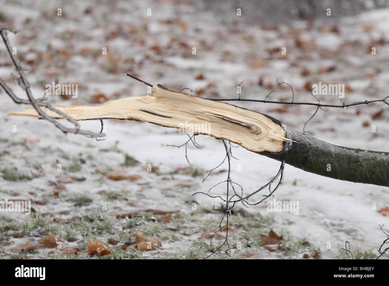 Broken tree trunk and branches due to the weight of the ice after a ...