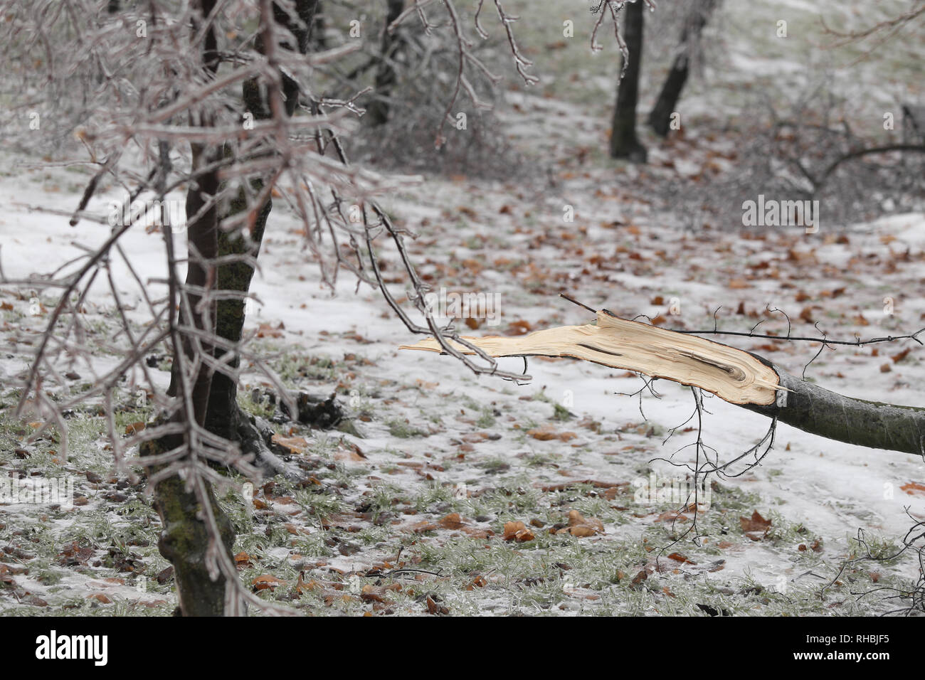 Broken tree trunk and branches due to the weight of the ice after a ...