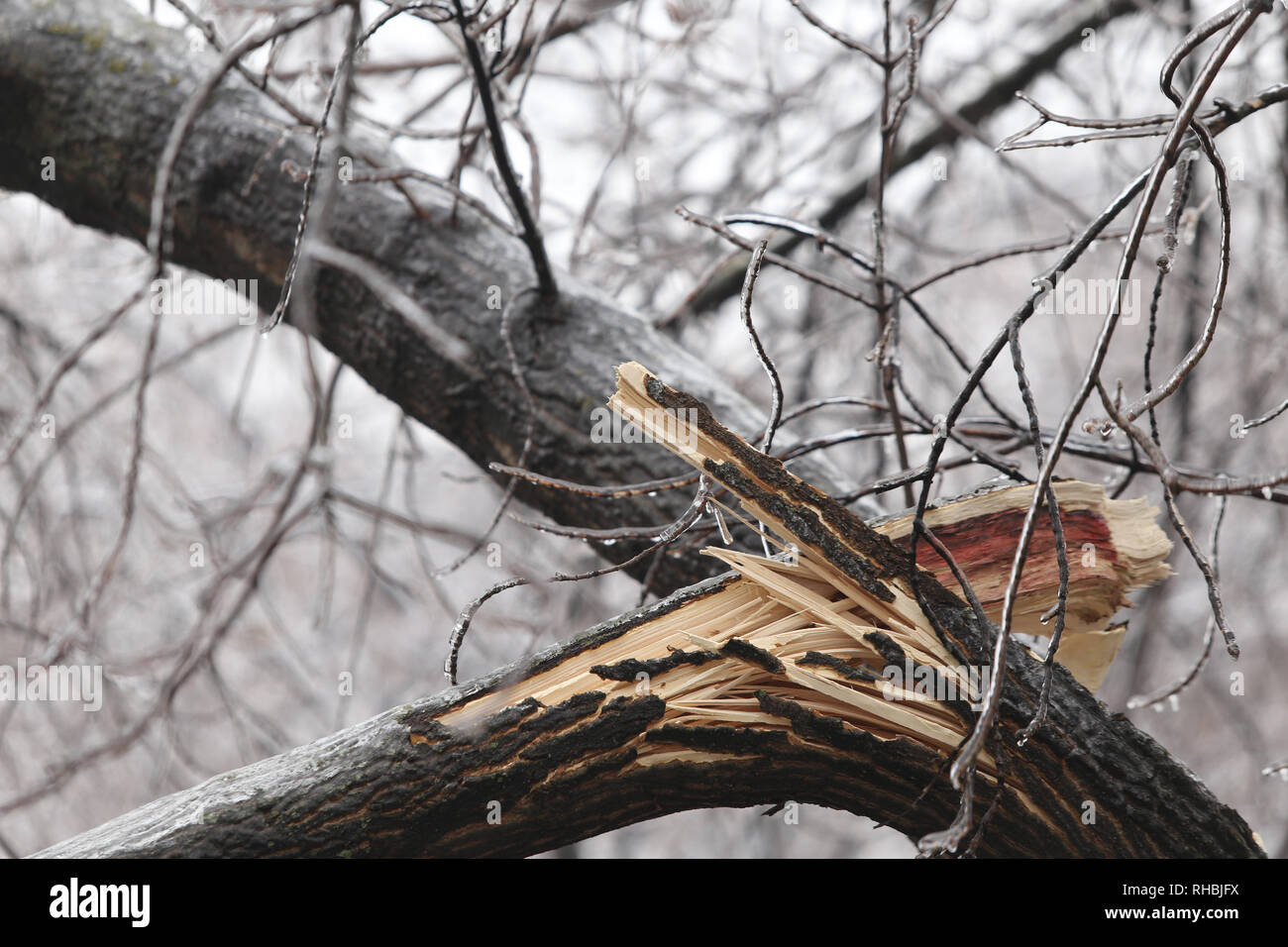 Broken tree trunk and branches due to the weight of the ice after a ...
