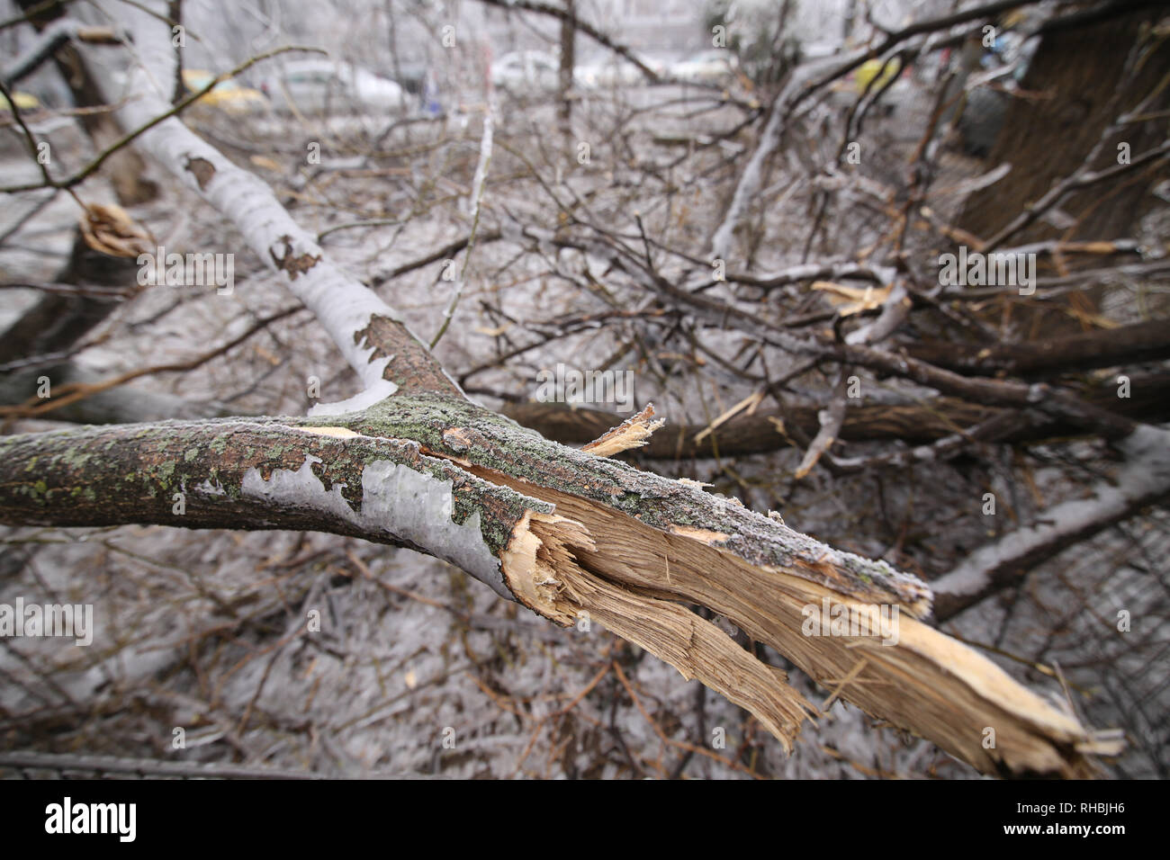 Broken Off Tree Branch