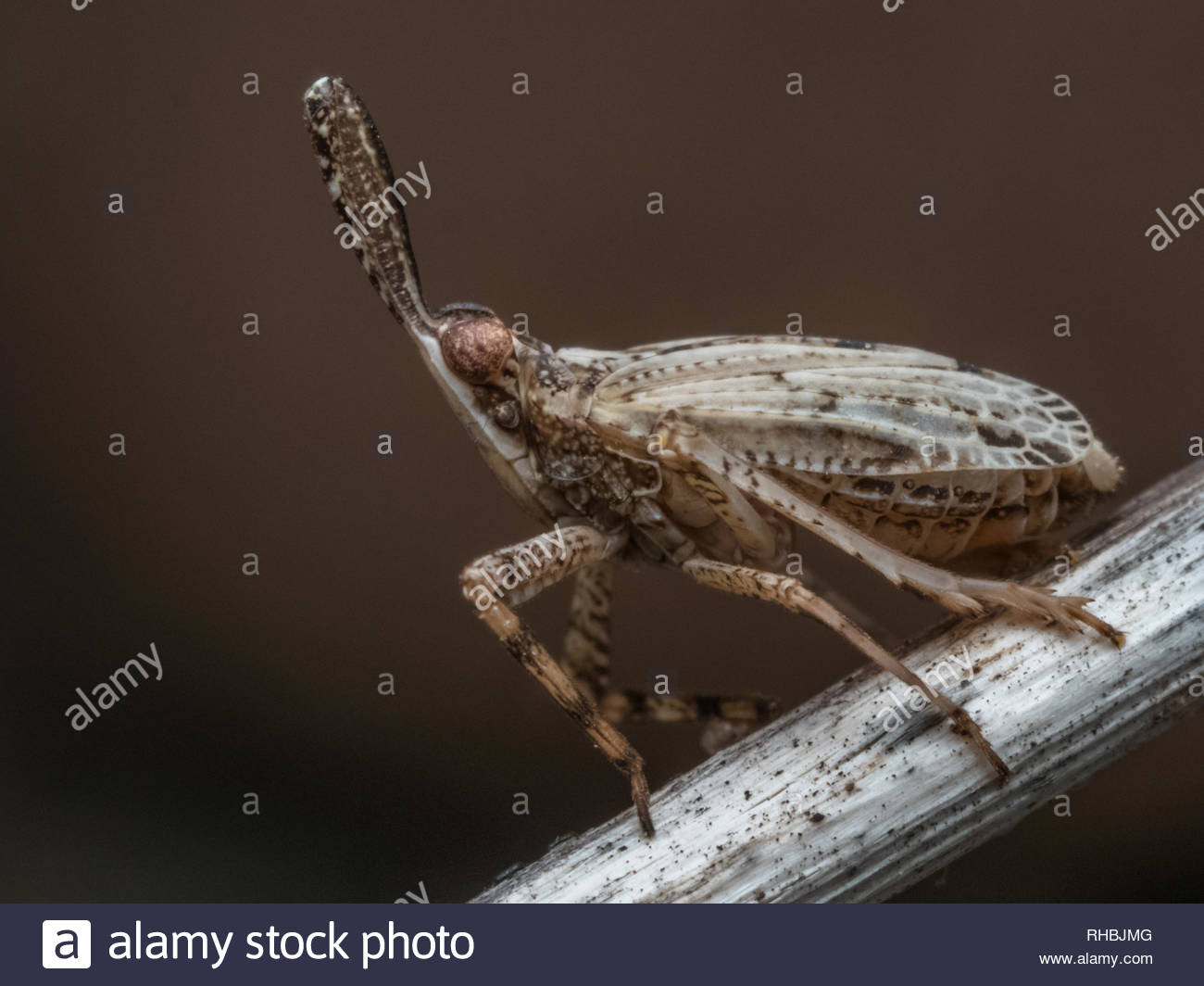 Planthoppers Stock Photos & Planthoppers Stock Images - Alamy