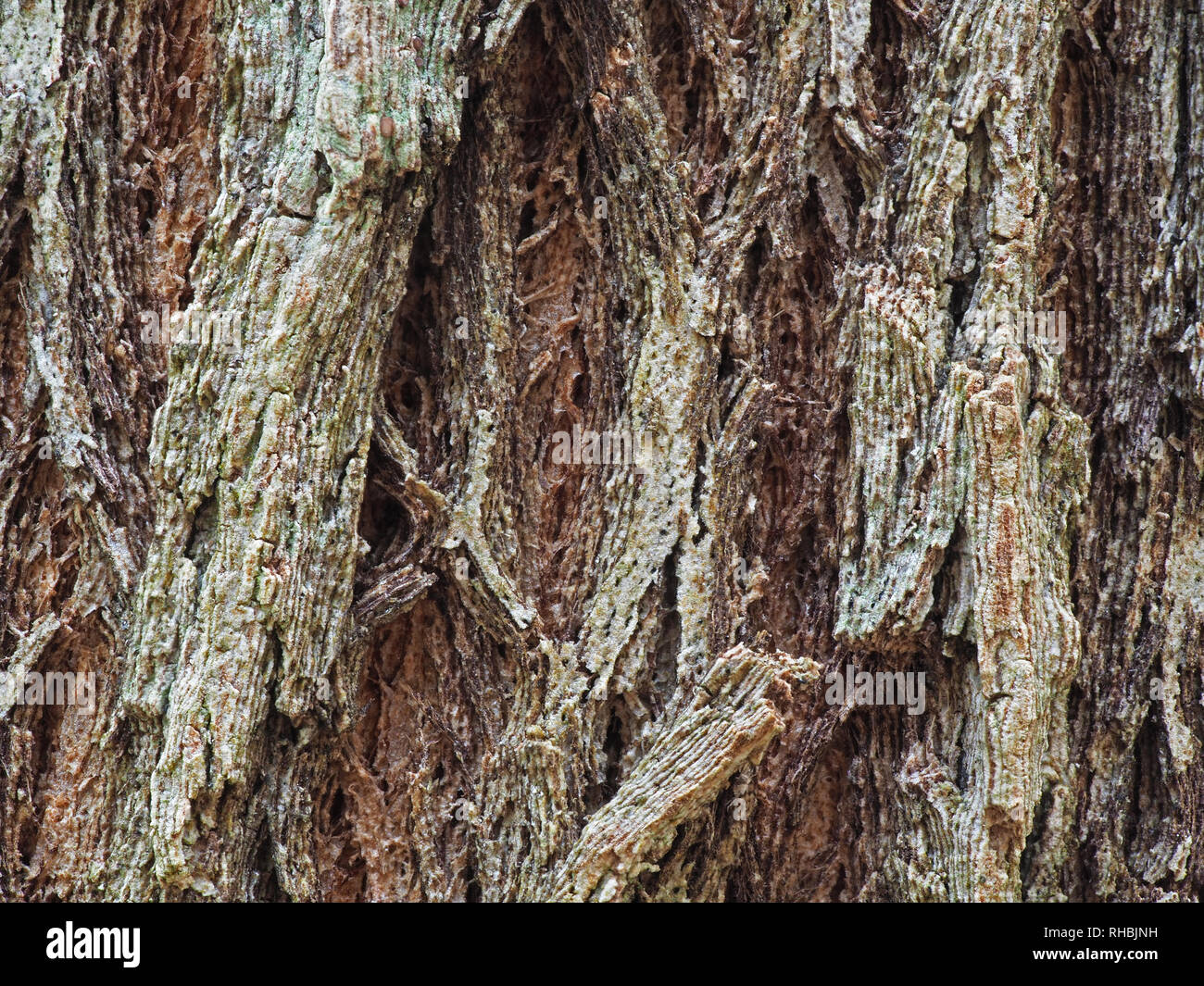 Macro Photography of Textured of Tree Bark for Background Stock Photo ...