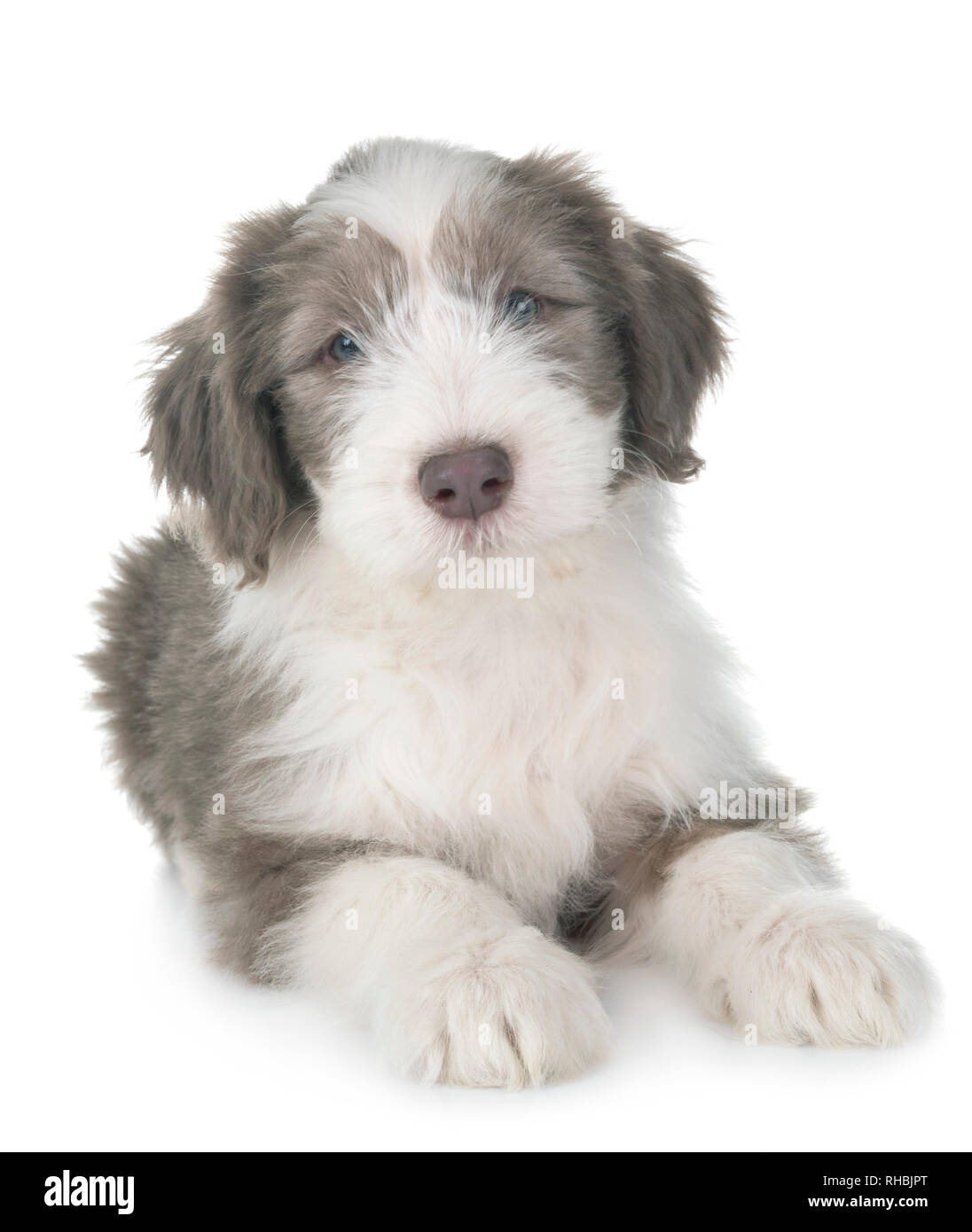 puppy bearded collie in front of white background Stock Photo - Alamy