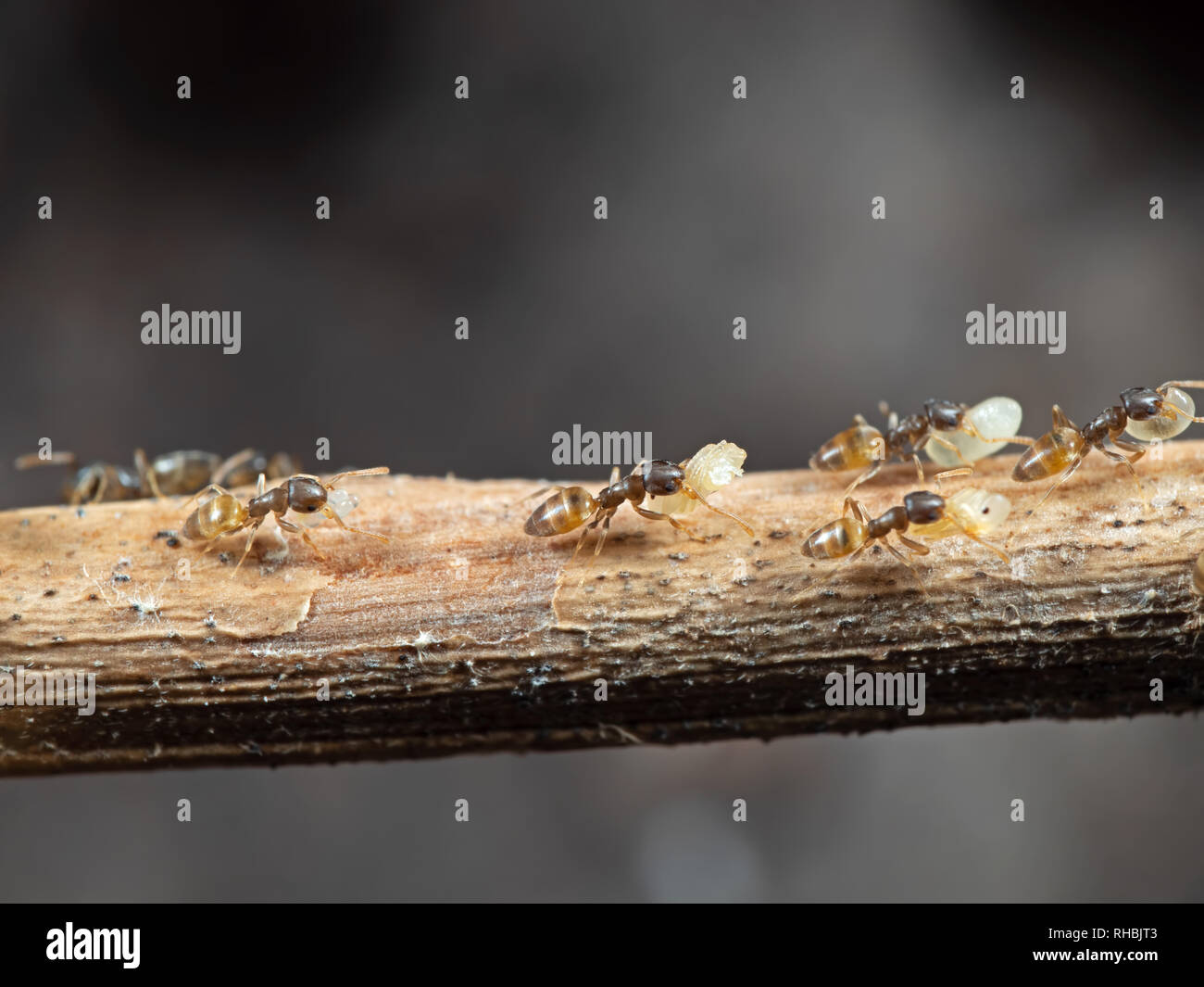 Macro Photography of Group of Tiny Ants Carrying Pupae and Running on ...