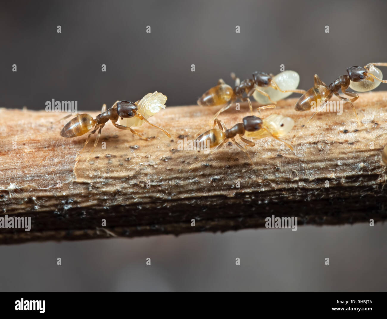 Macro Photography of Group of Tiny Ants Carrying Pupae and Running on ...