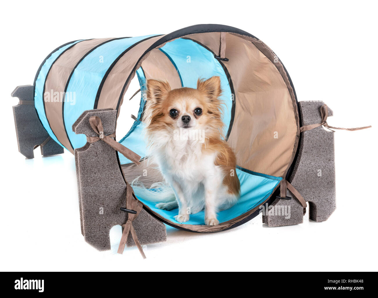 training of agility in front of white background Stock Photo - Alamy