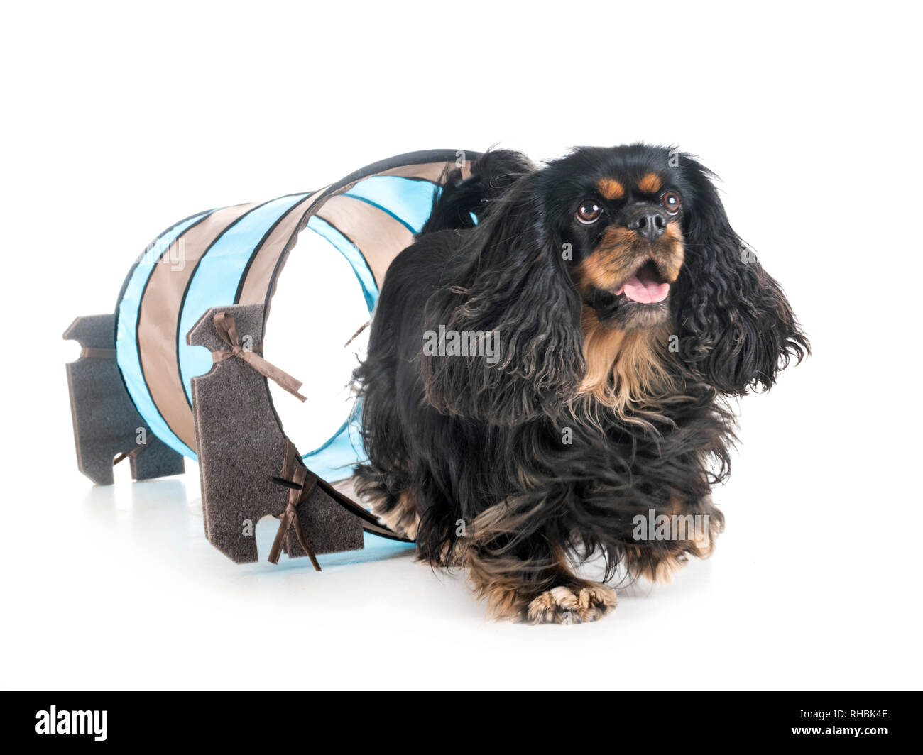 training of agility in front of white background Stock Photo - Alamy