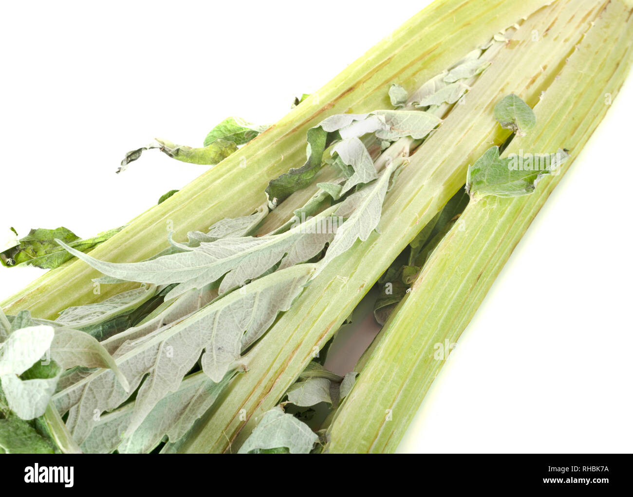 fresh cardoon in front of white background Stock Photo - Alamy