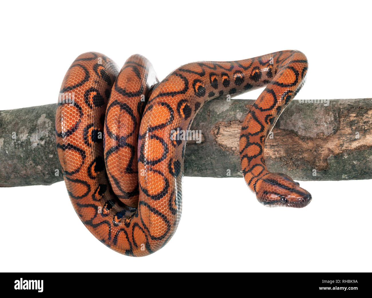 Rainbow boa in front of white background Stock Photo - Alamy