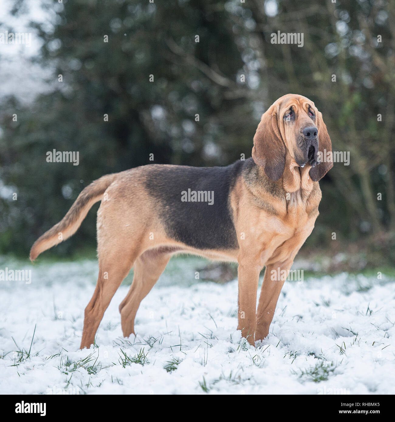 bloodhound dog in snow Stock Photo - Alamy
