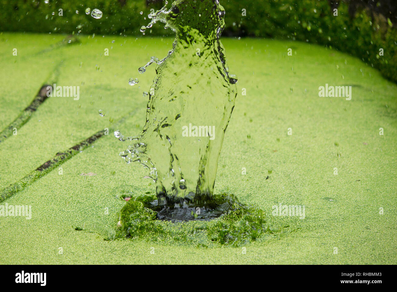 Blue green algae on lake hi-res stock photography and images - Alamy