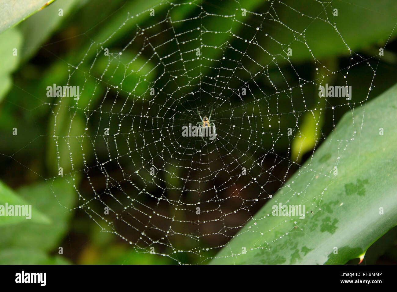 Spider with web orb against green background, Maharashtra, India Stock ...