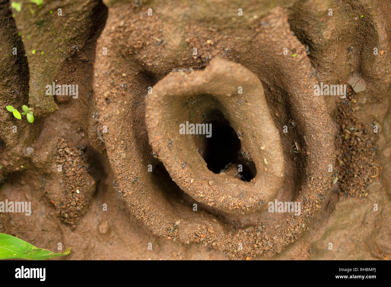 Top of anthill hi-res stock photography and images - Alamy
