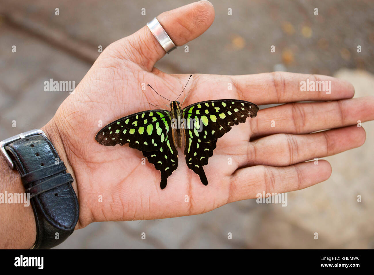 Graphium agamemnon papilionidae butterfly hi-res stock photography and ...