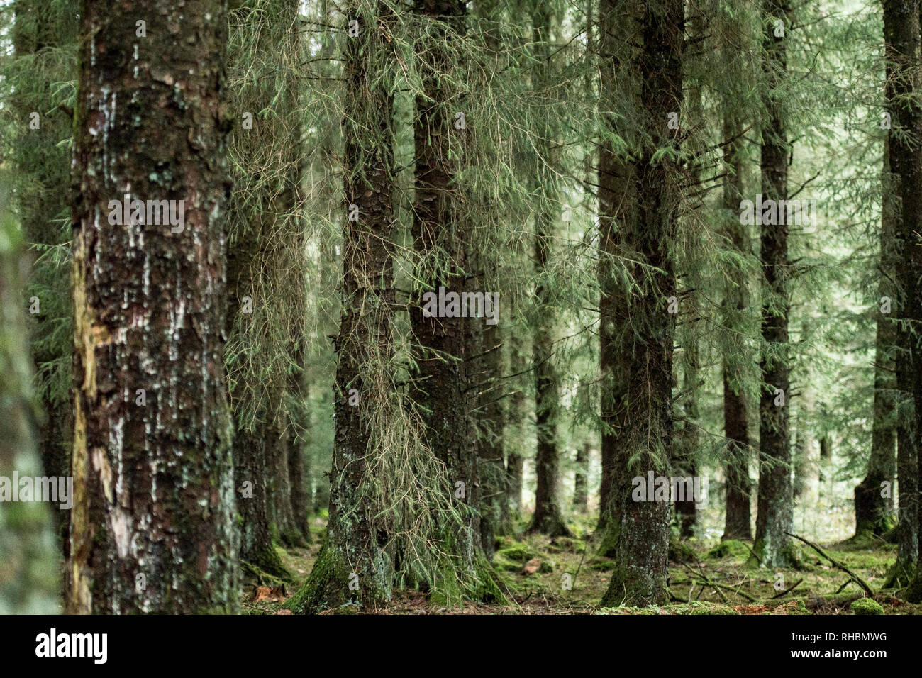 Forest pine spruce trees hi-res stock photography and images - Alamy