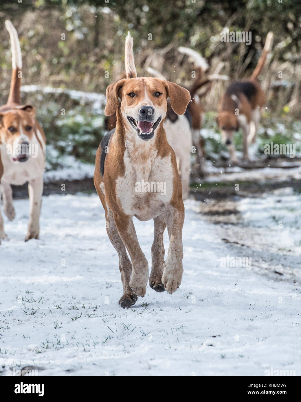 Foxhounds pack old english winter hi-res stock photography and images ...