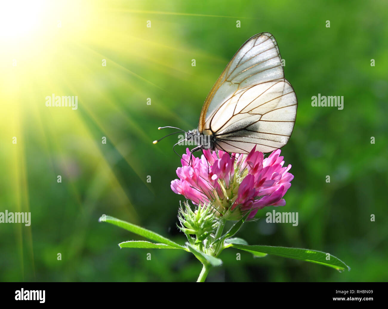 beautiful butterfly on a pink clover Stock Photo - Alamy