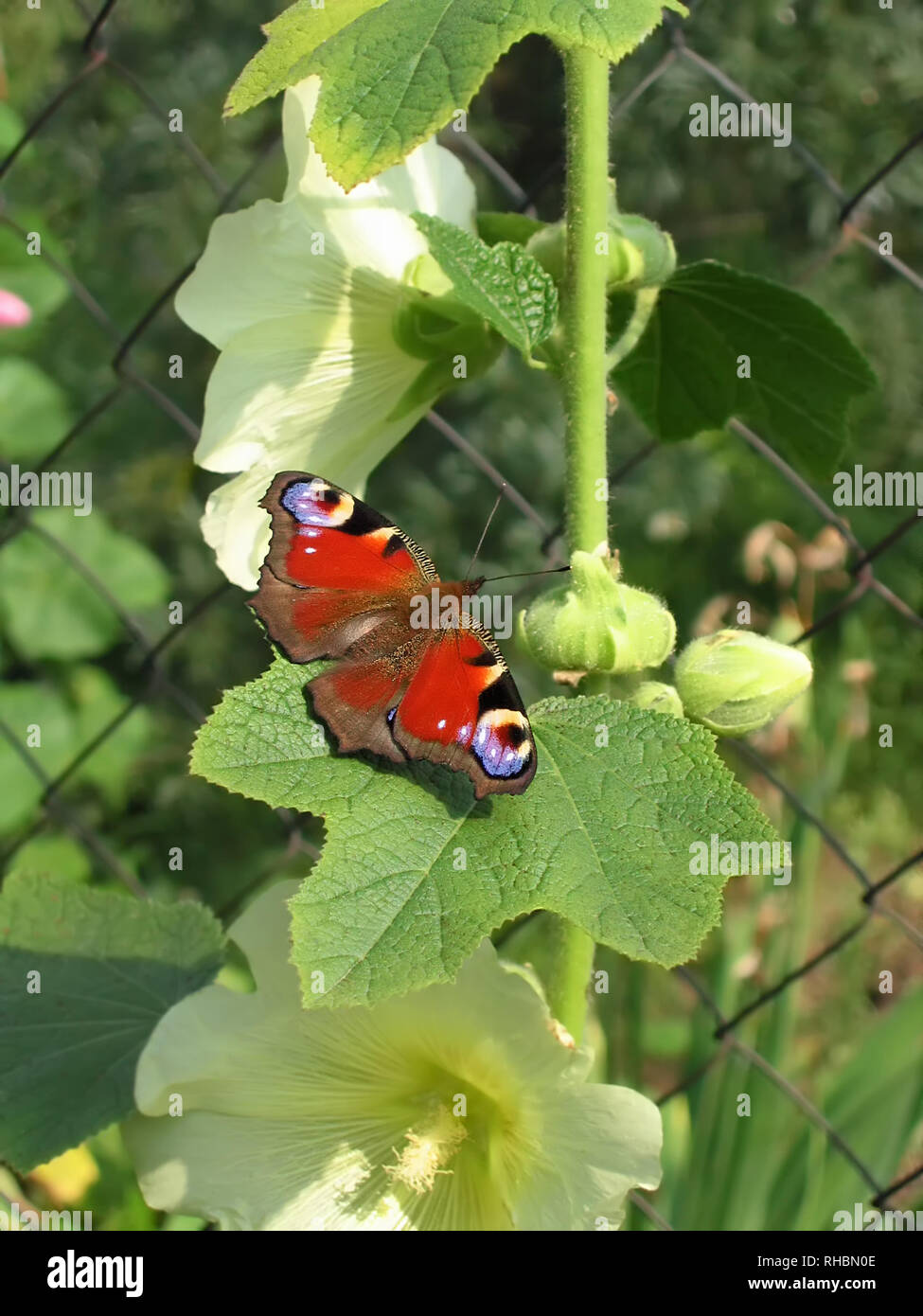 beautiful butterfly on a leaf of yellow malva Stock Photo - Alamy