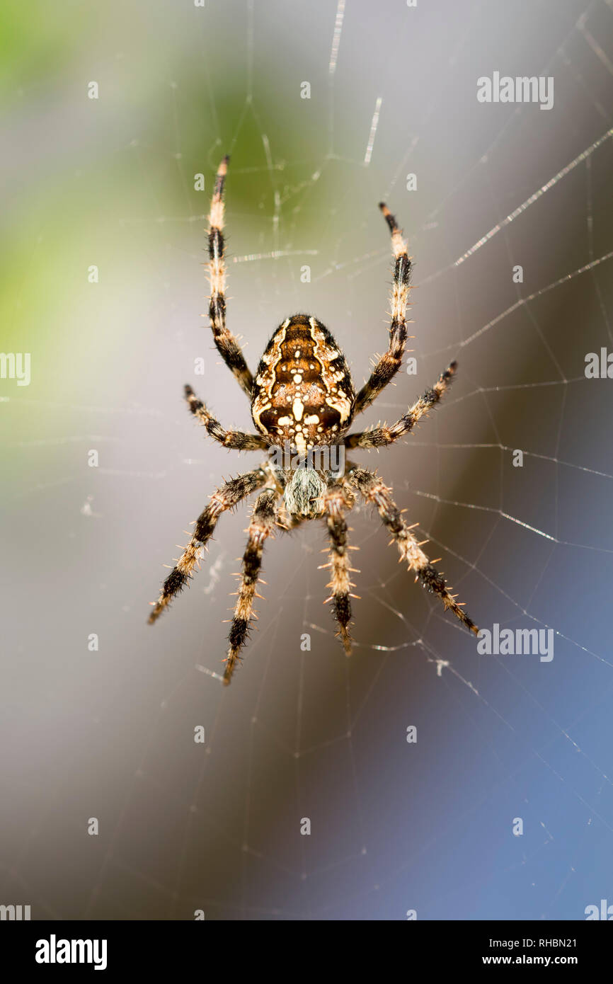 Garden Spider Araneus diadematus Stock Photo - Alamy