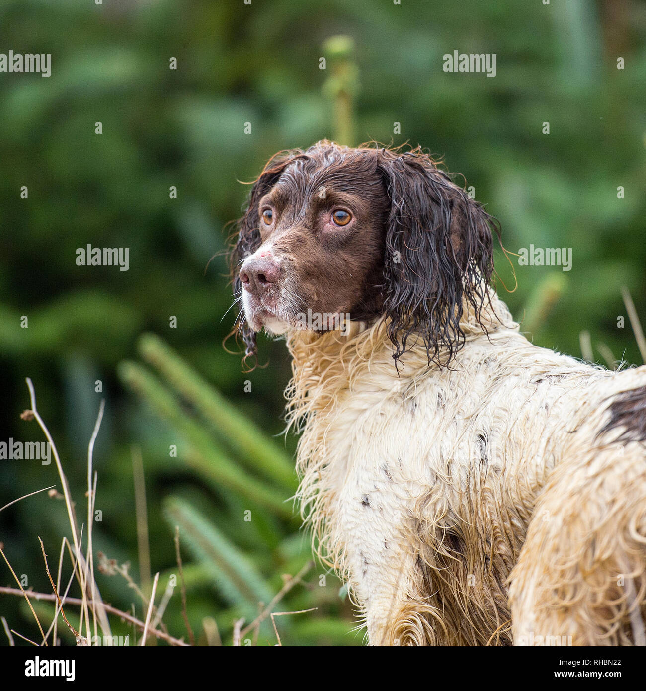 wet english springer spaniel dog Stock Photo - Alamy