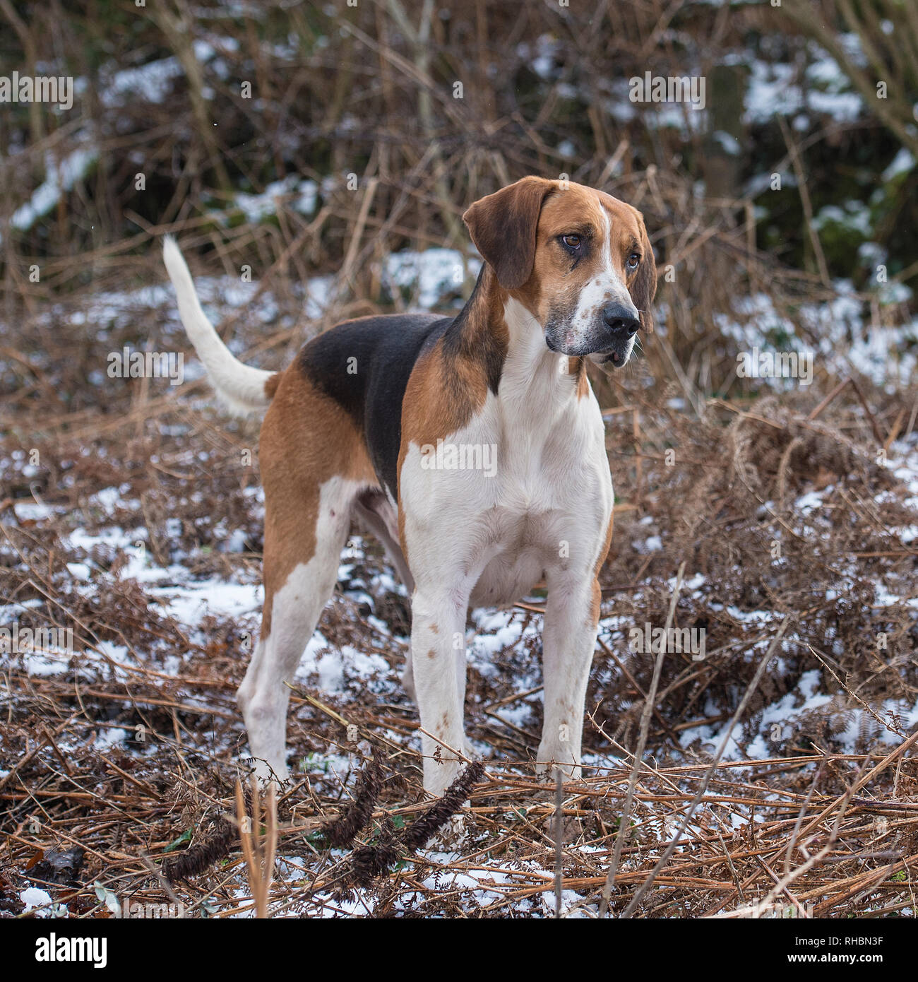 english foxhounds in snow Stock Photo - Alamy