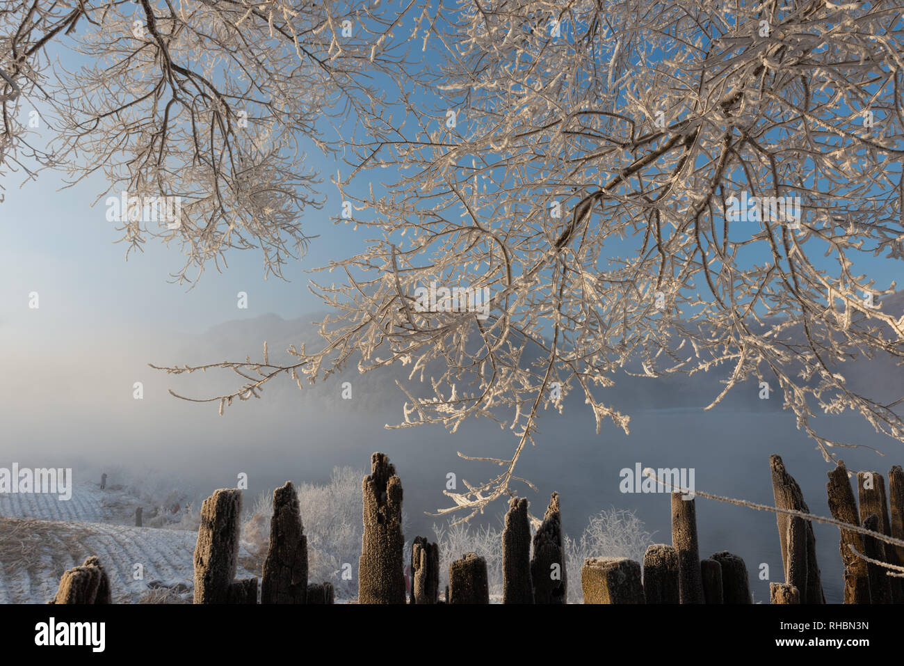 Fence of a farm with rime covered trees, HuaDian, Jilin Stock Photo - Alamy