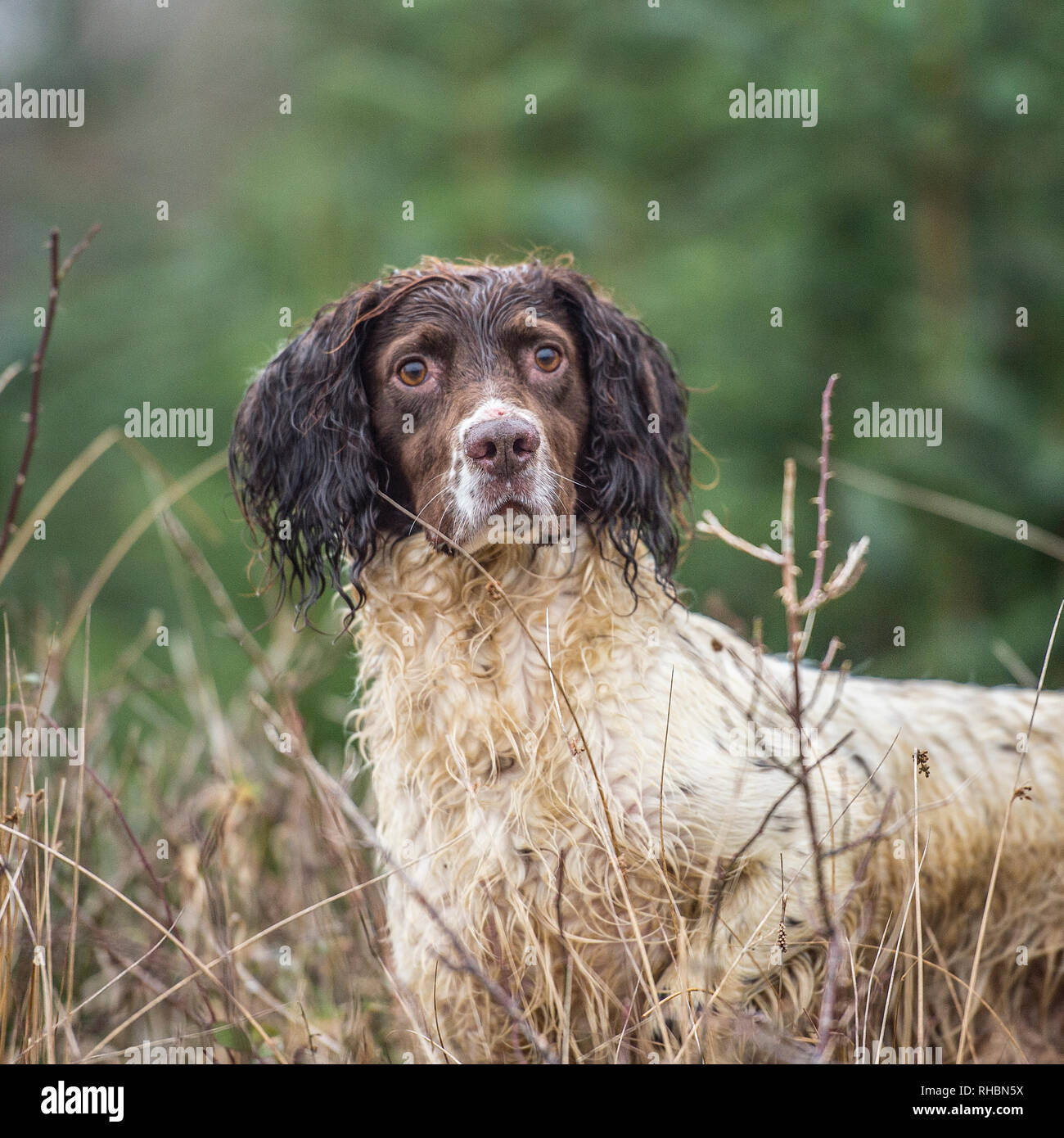 English Springer Spaniel Hunting