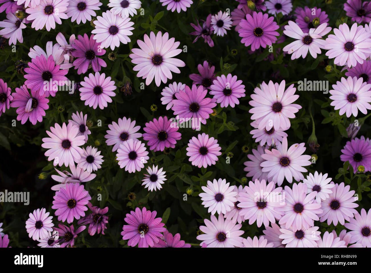 Background daisy flower Stock Photo - Alamy