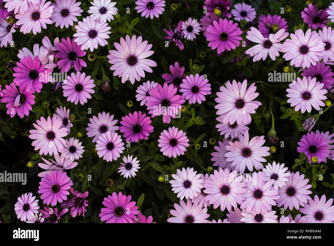 Background daisy flower Stock Photo - Alamy