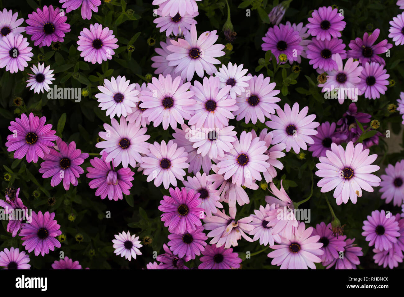 Background daisy flower Stock Photo - Alamy