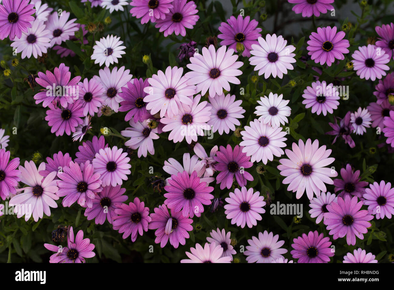Background daisy flower Stock Photo - Alamy