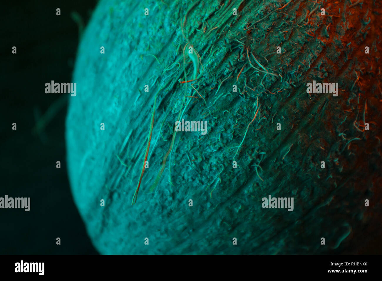 Dark brown coconut tree hi-res stock photography and images - Alamy
