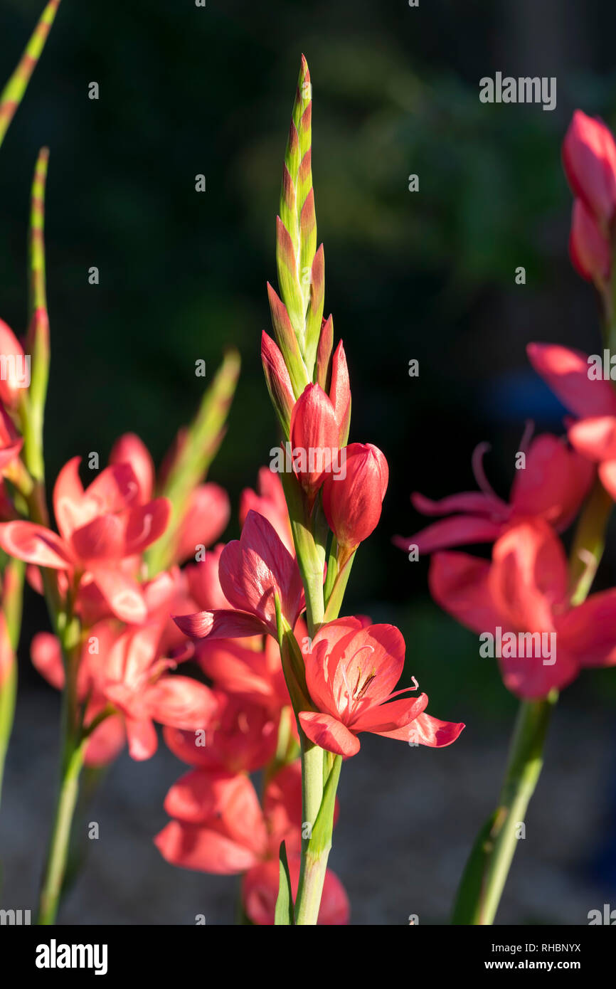 Hesperantha coccinea Crimson Flag Lily Stock Photo - Alamy