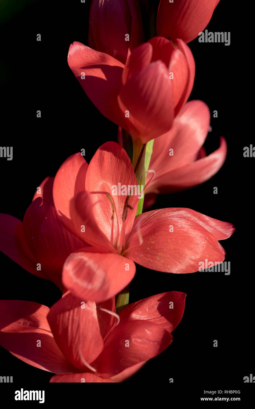Hesperantha coccinea Crimson Flag Lily Stock Photo - Alamy