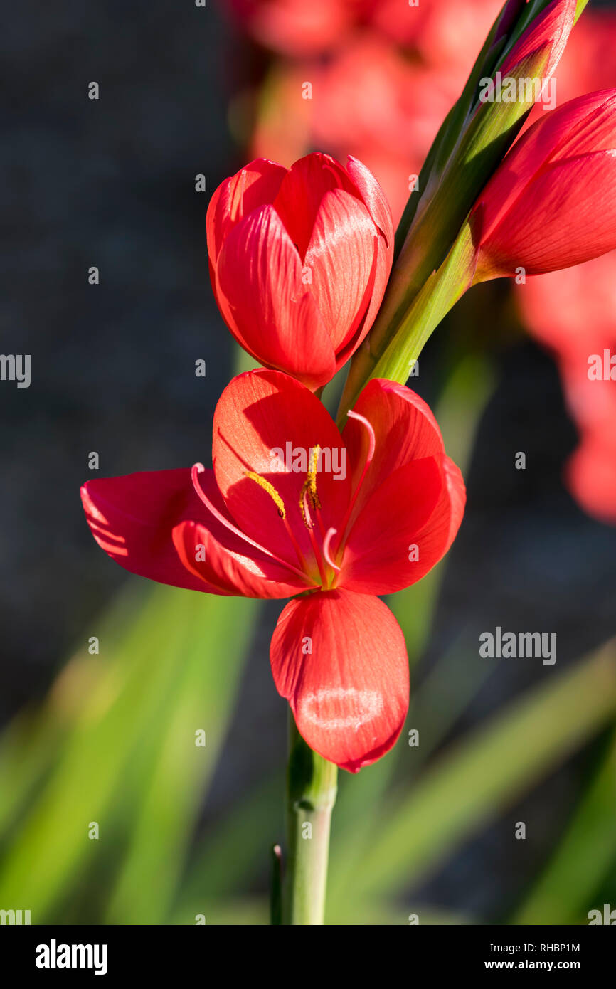 Hesperantha coccinea Crimson Flag Lily Stock Photo - Alamy