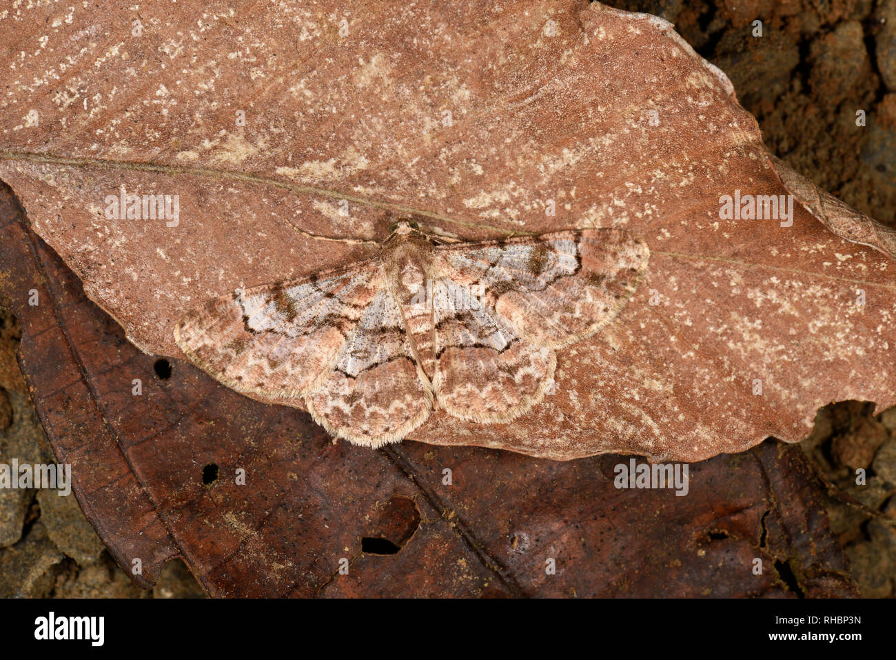 Costa Rica Moth (Iridopsis herse) adult at rest on dead leaf, dead leaf ...