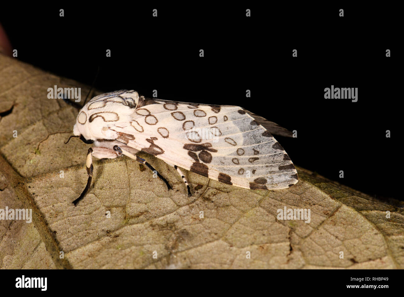 Costa Rica Moth (Hypercompe species) adult at rest on dead leaf ...