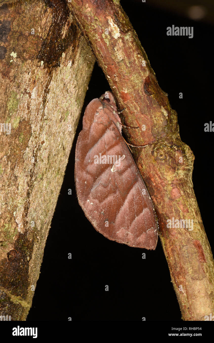 Costa Rica Moth (Hapigia nodicornis) adult at rest on branch, Turrialba ...