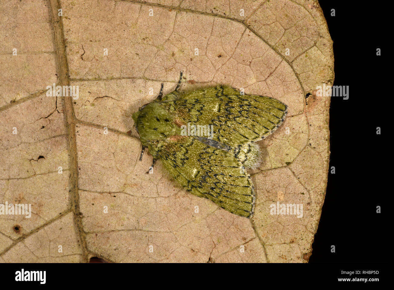 Costa Rica Moth (Disphragis remuria) adult at rest on dead leaf ...