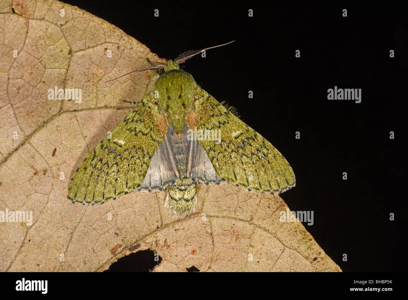 Costa Rica Moth (Disphragis remuria) adult at rest on dead leaf ...