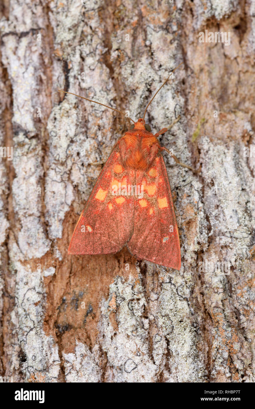 Peru Moth (Melese intensa) resting on tree trunk, Manu National Park ...