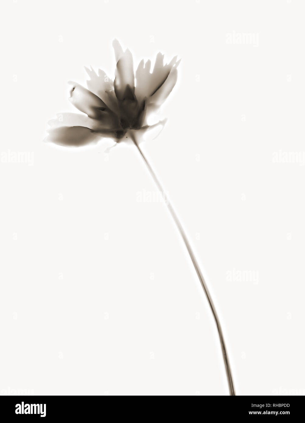 Nature natural form forms hi-res stock photography and images - Alamy