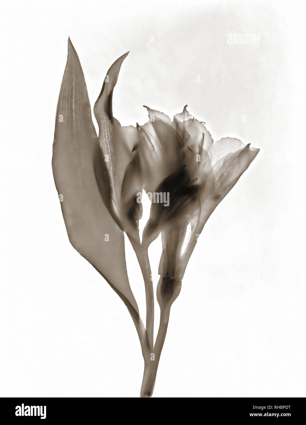 Sepia, Photogram of a series of images called Natural Forms Stock Photo ...