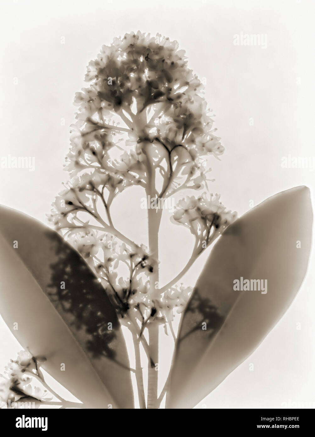 Form forms natural nature hi-res stock photography and images - Alamy