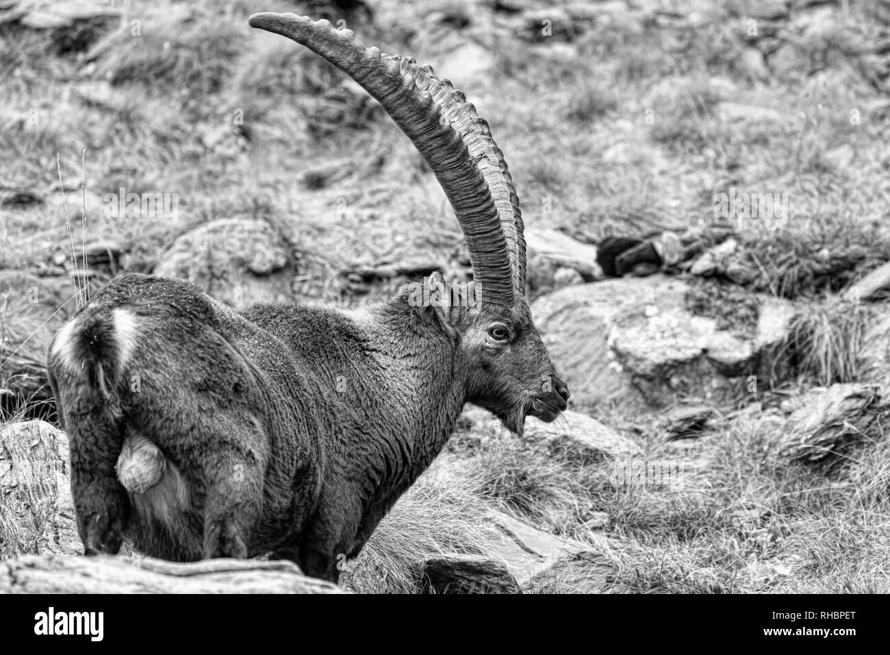 Wonderful portrait of Alpine ibex in the Alps (Capra Ibex), black and ...