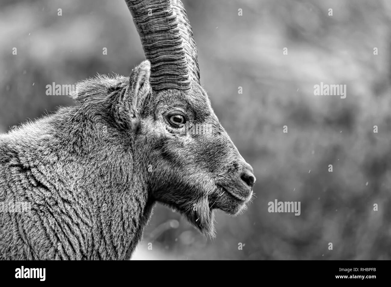 Body distribution Black and White Stock Photos & Images - Alamy